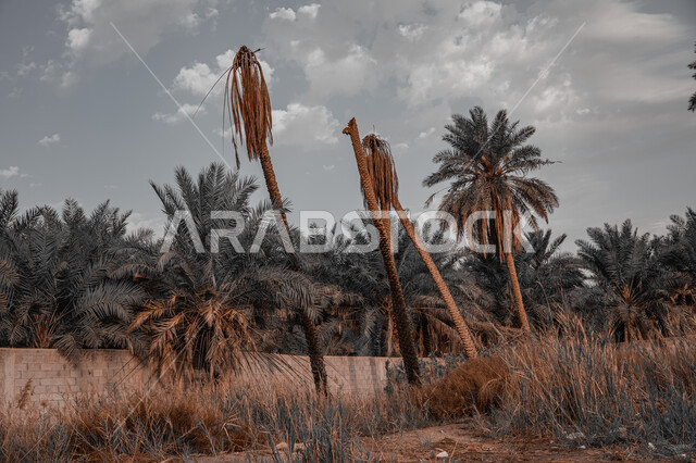 Fruitful palm trees in the Kingdom of Saudi Arabia, farms and ...