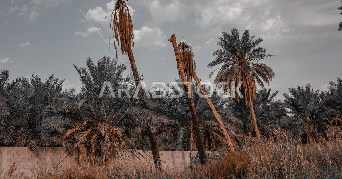 Fruitful palm trees in the Kingdom of Saudi Arabia, farms and ...