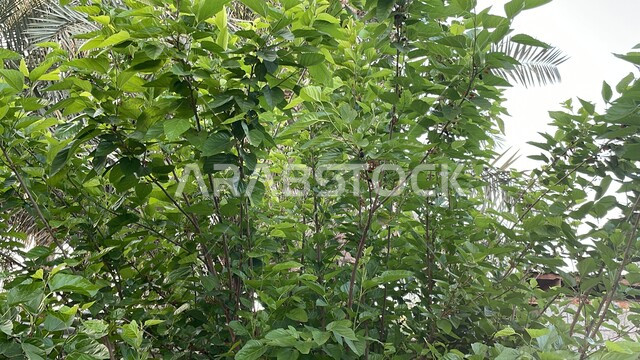 Farms and gardens in the city of Al-Ahsa in the Kingdom of Saudi Arabia ...