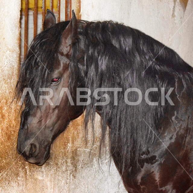 Taming and training purebred Arabian horses on designated farms, a ...