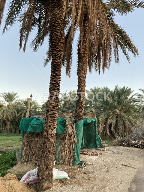 Palm trees in Al-Qassim in the Kingdom of Saudi Arabia, interest in ...