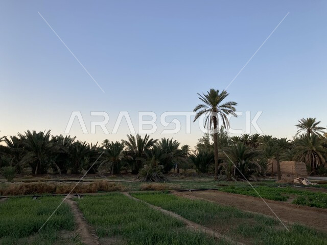 Green plants grown in the city of Qassim, interest in agriculture ...