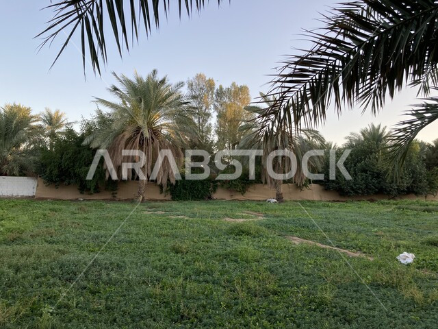 Al-Sabakh farms built from tarbal and palm tree trunks in the Buraidah ...
