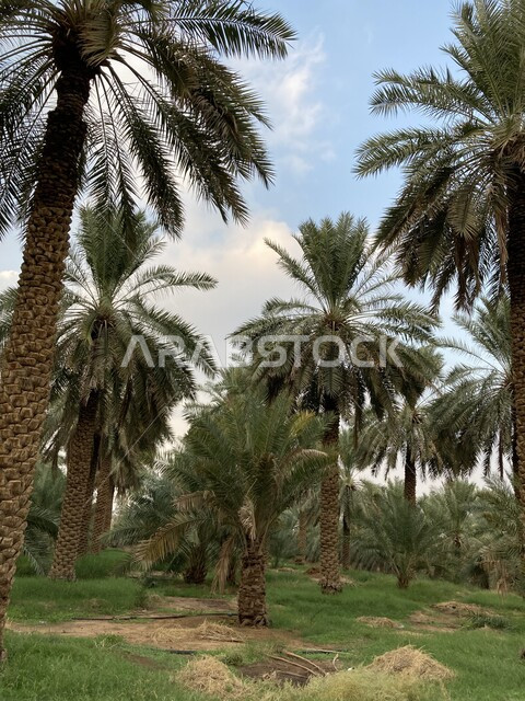 Natural tourist attractions during the day, the growing and harvesting ...