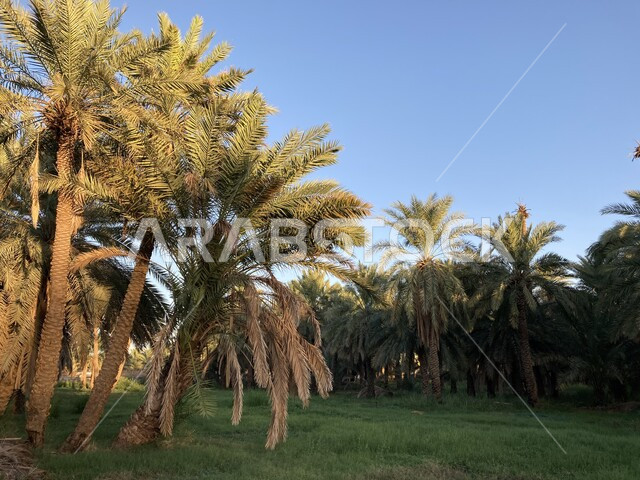 Local national products and crops, trees, palm fronds and green plants ...