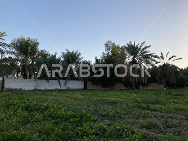 Local national products and crops, trees, palm fronds and green plants ...
