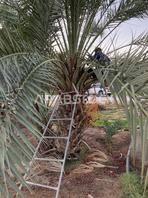 Trees, palm fronds and green plants, the famous Al-Sabakh farms in the ...