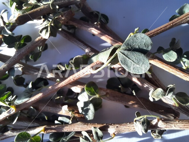 A refreshing, aromatic natural miswak, a close-up of green basam tree ...