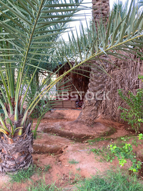 Interest in afforestation and planting large green spaces, natural ...