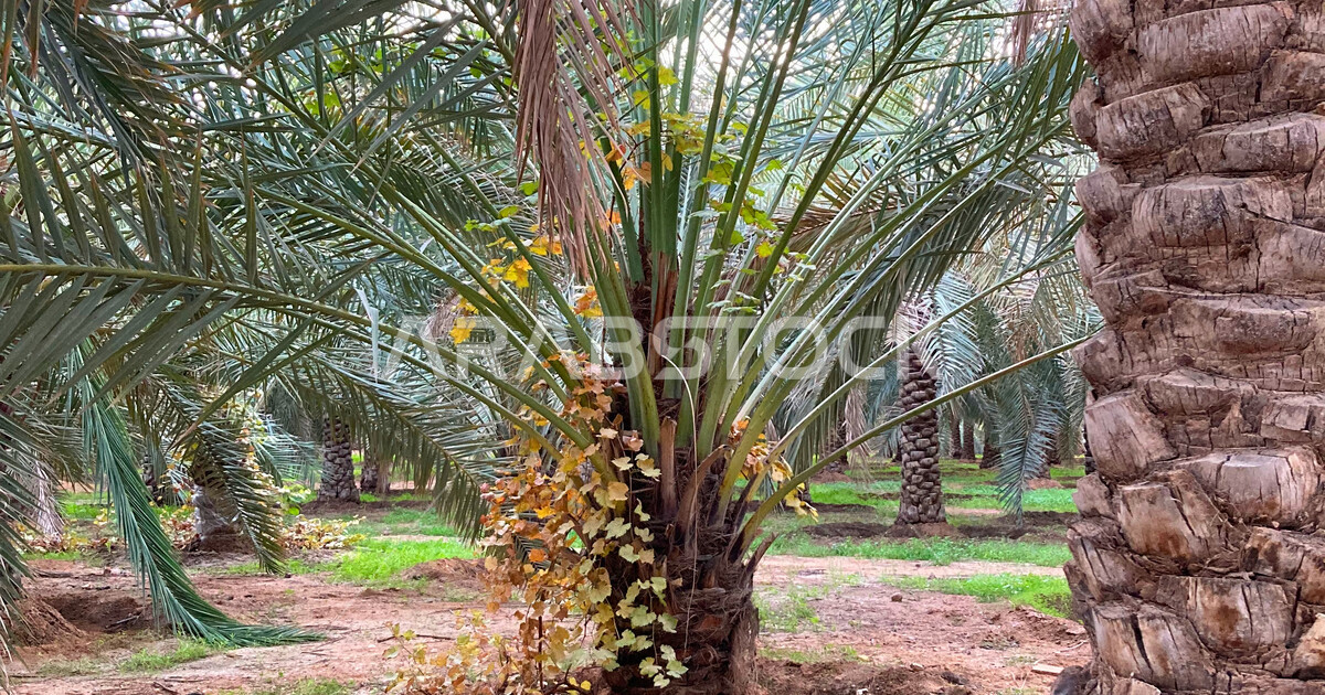 Farms and natural reserves in the town of Al Qusayah in the Kingdom of ...