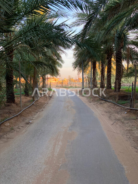 Palm trees in Buraydah Al-Qassim, natural lands and reserves, an ...