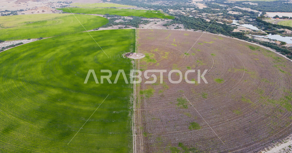 Green plants and meadows in the spring, comparison between fertile and ...