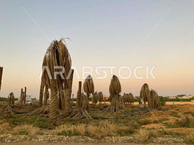 Green palm trees in Buraydah Al-Qassim in the Kingdom of Saudi Arabia ...