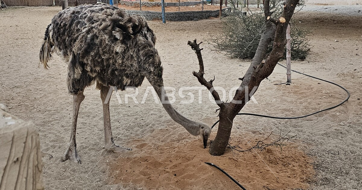 The most prominent tourist destinations in the United Arab Emirates, a ...