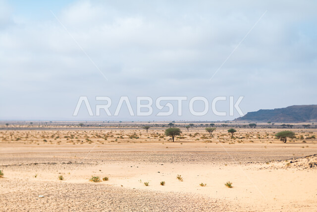 Desert areas in the Kingdom of Saudi Arabia, growth of green trees and ...