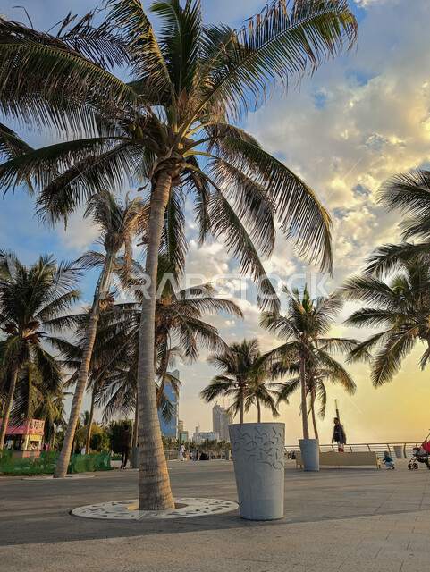 Planting palm trees in tourist cities, famous tourist attractions and ...