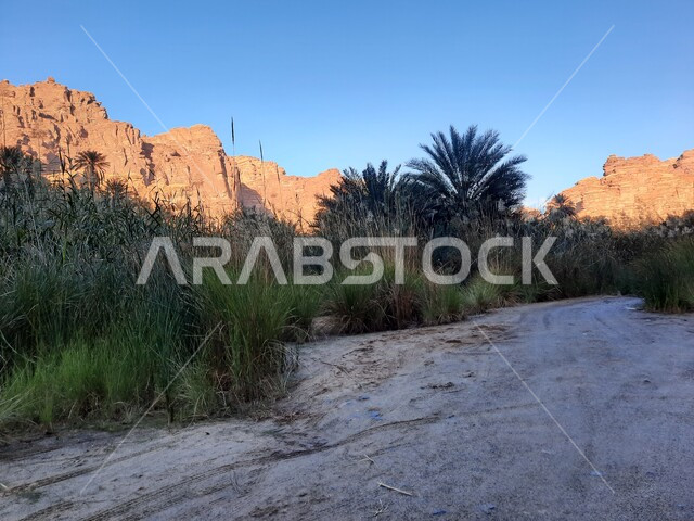 Topography and rock sculpture, green wild plants in desert areas ...