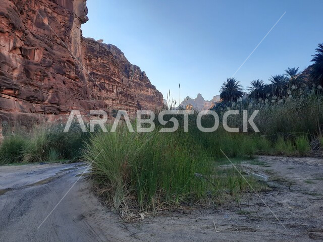 Topography and rock sculpture, green wild plants in desert areas ...