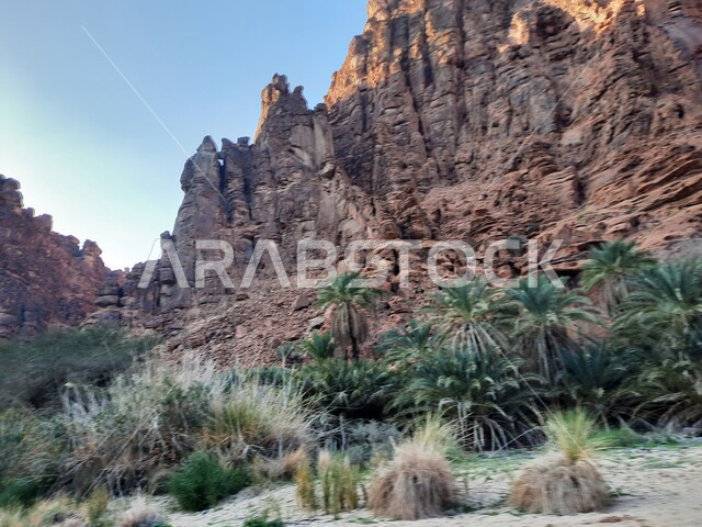 Topography and rock sculpture, green wild plants in desert areas ...