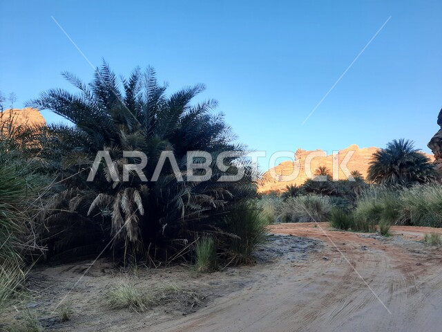 Interest in agriculture and afforestation in tourist cities, topography ...