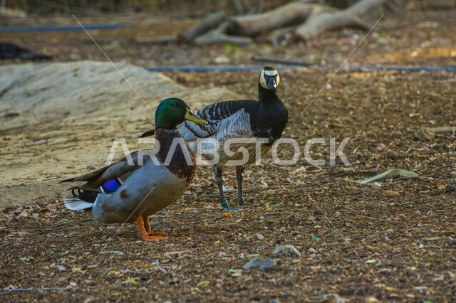 A natural reserve for breeding birds in the Kingdom of Saudi Arabia ...