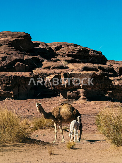 Rock sculpture in desert areas, camel animal in the Hasma Desert in ...