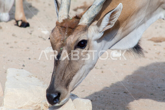 A natural reserve for raising wild animals in the Kingdom of Saudi ...