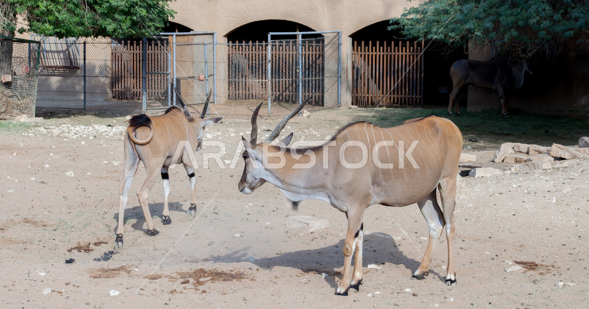 Caring for pet mammals in designated parks and reserves, a natural ...