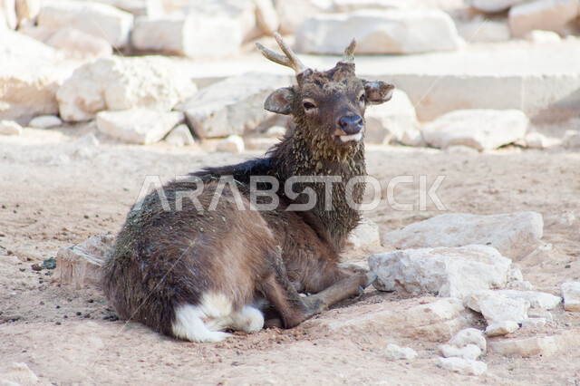 Caring for pet mammals in designated parks and reserves, a natural ...