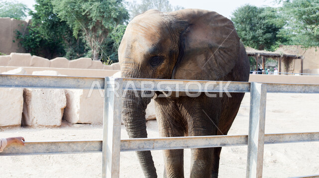 A huge elephant with a long trunk in the zoo in Riyadh, recreational ...