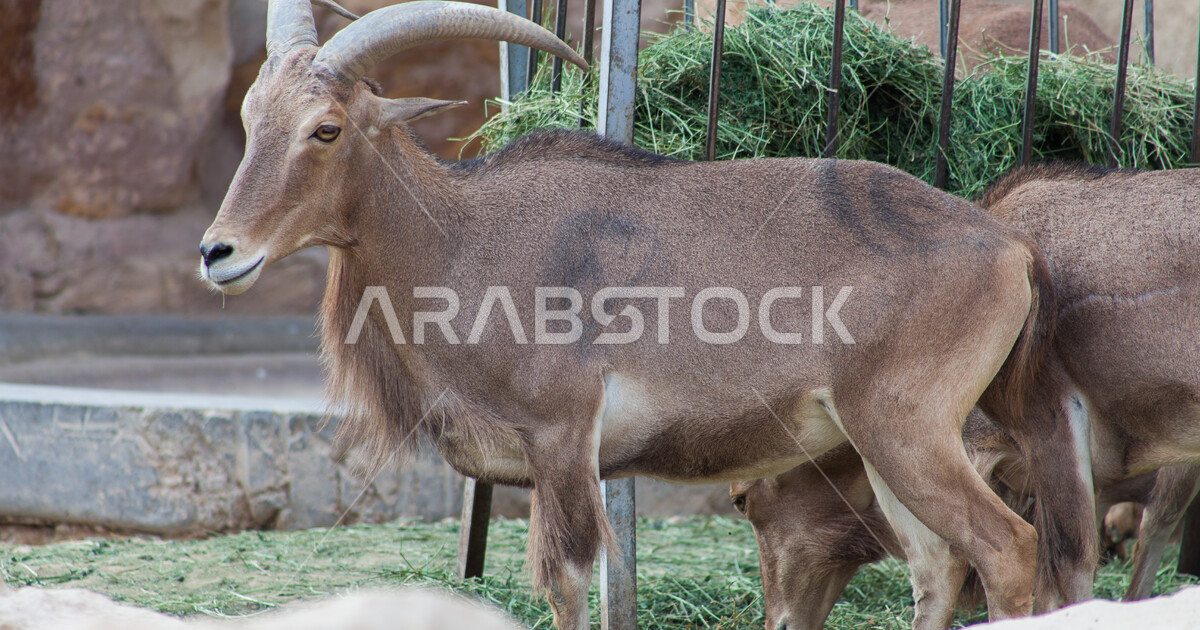 Raising livestock on farms and natural reserves in the Kingdom of Saudi ...