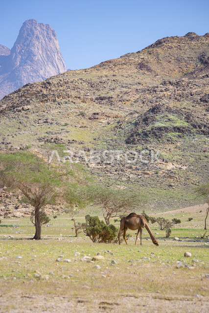 enjoying tourism in the Al-Wajh area in the city of Tabuk, mountain ...
