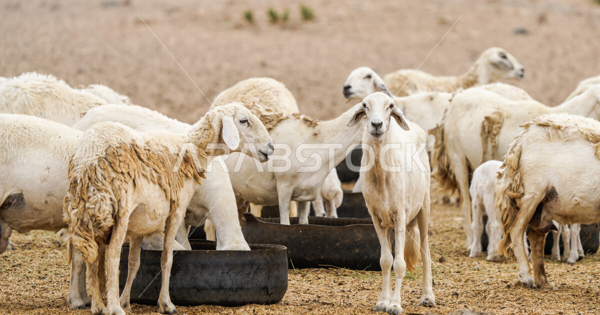 محمية طبيعية للحيوانات البرية والمواشي, قطيع من الماعز والأغنام في ...