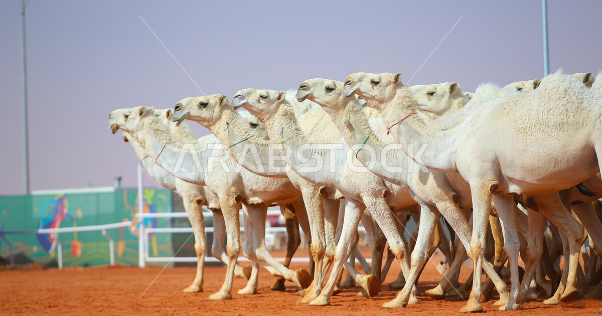 Preparing for the start of the camel race, the concept of raising and ...