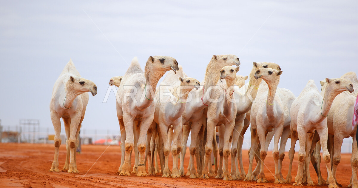 Displaying the finest types of camels in Saudi Arabia, the concept of ...