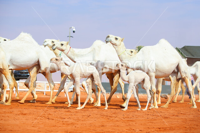 The start of the camel race, the concept of raising and caring for ...