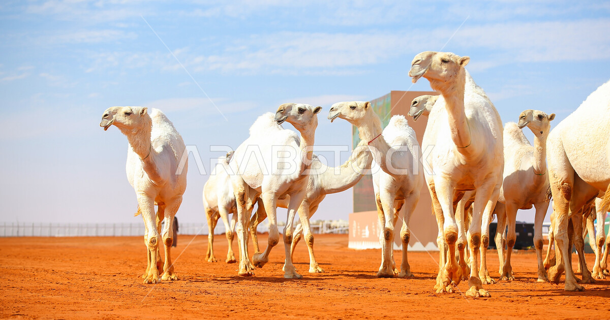 The start of the camel race, the concept of raising and caring for ...