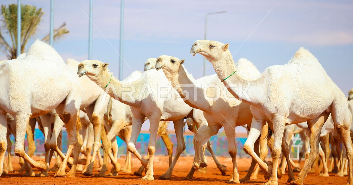 The concept of raising and caring for camels, a group of camels in ...