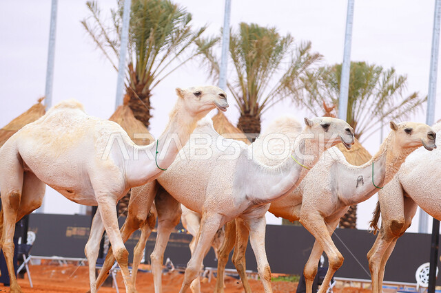 Preparing for the start of the camel race, the concept of raising and ...