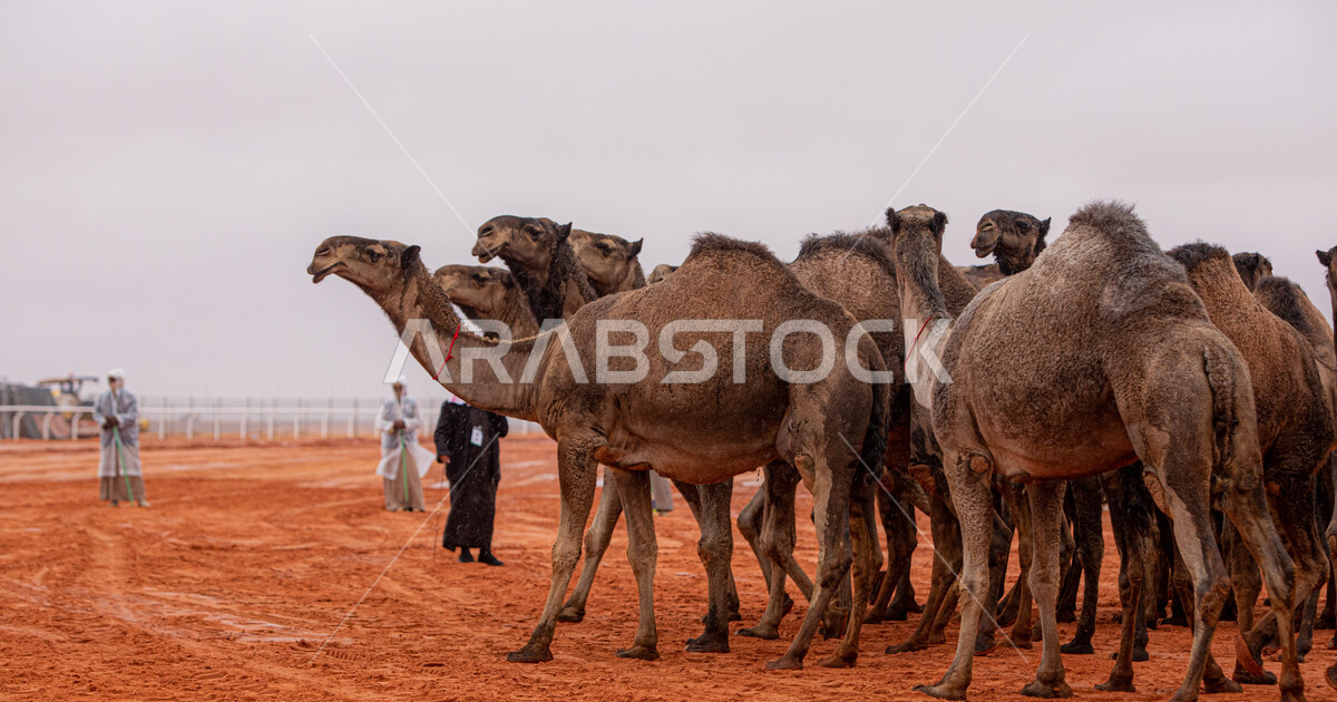 The start of the camel race, the anniversary of the founding of the ...