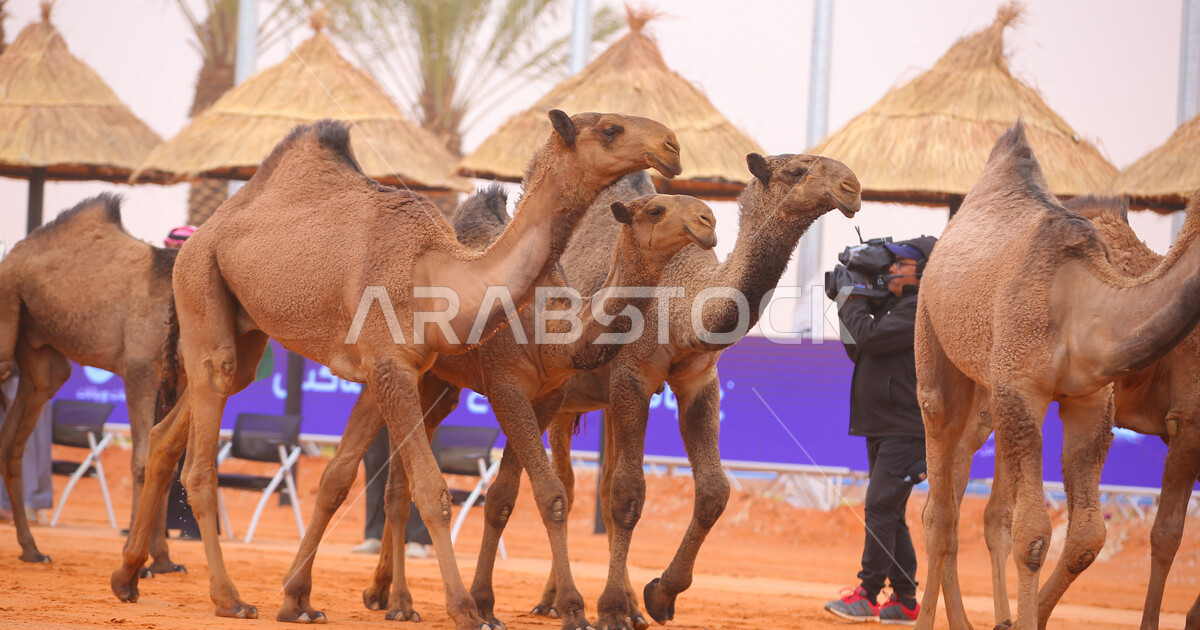 Popular Arab heritage activities, the concept of raising and caring for ...