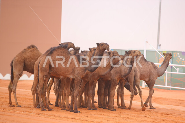 The concept of raising and caring for camels, displaying the finest ...