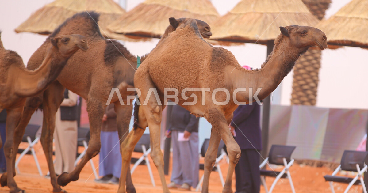 The start of the camel race, the anniversary of the founding of the ...