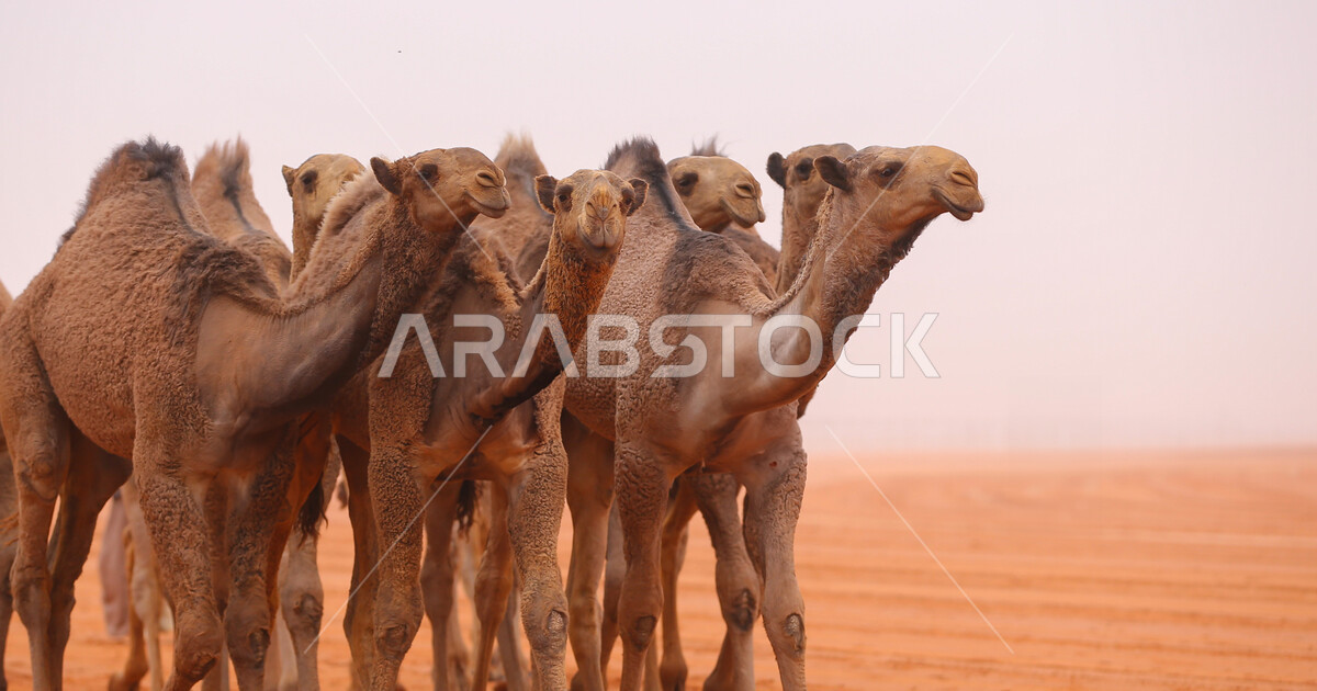 The concept of raising and caring for camels, displaying the finest ...