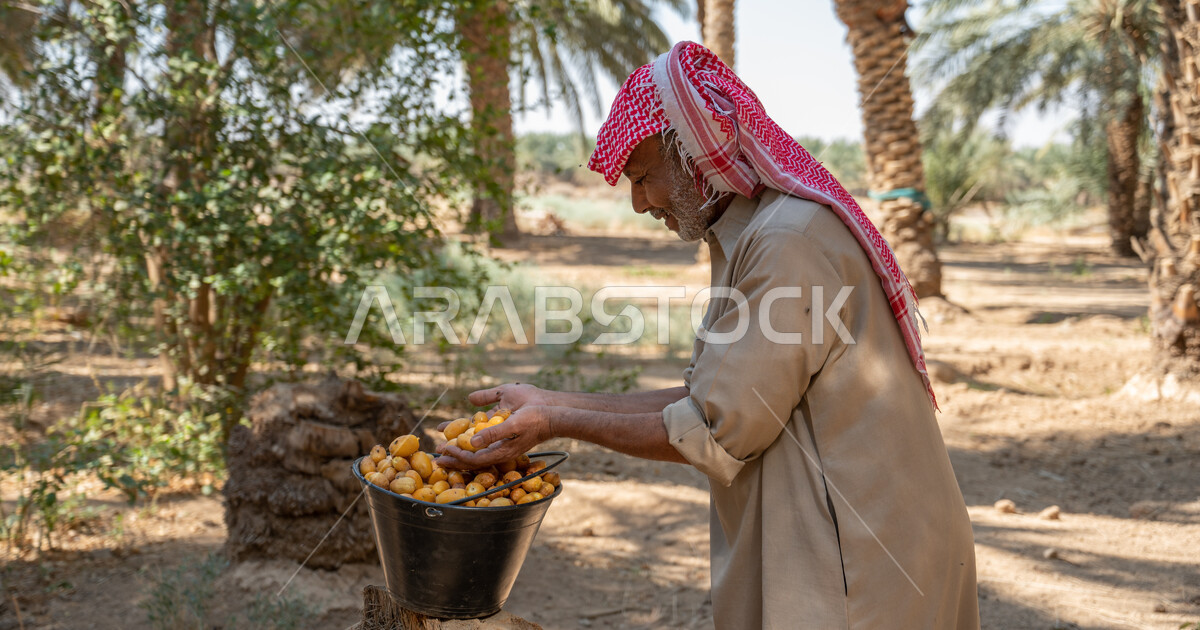 Harvest season and reaping fruits in palm farms, mastering the ...
