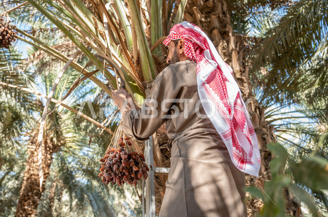 Fruitful palm farms in agricultural lands in Saudi Arabia, attention to ...