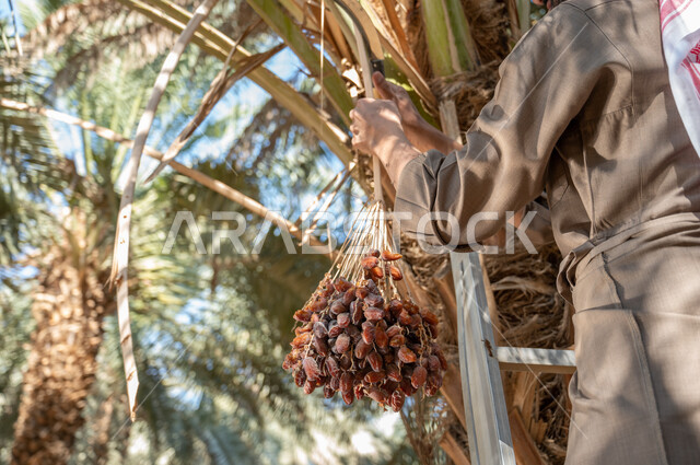 Local national crops and products, fruitful palm farms in agricultural ...