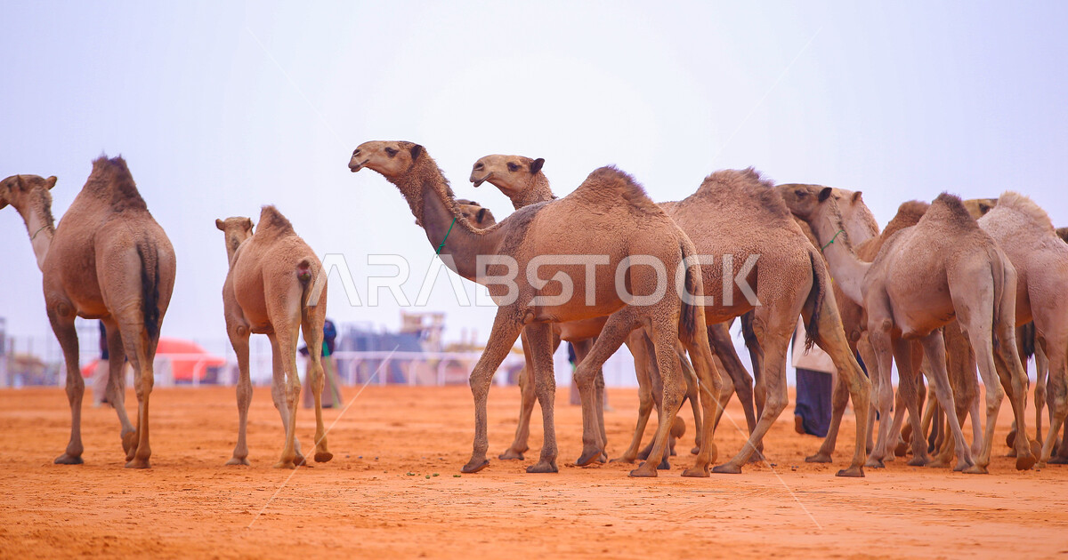 A display of the finest camels in Saudi Arabia, popular Arab heritage ...