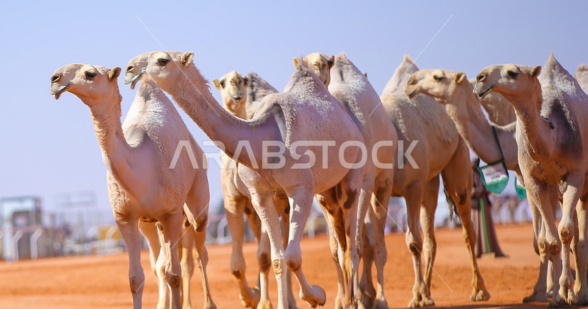 A display of the finest camels in Saudi Arabia, popular Arab heritage ...