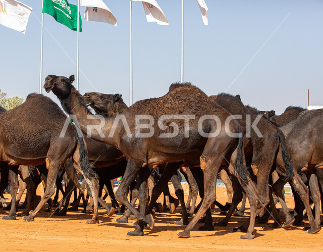 A display of the finest camels in Saudi Arabia, popular Arab heritage ...